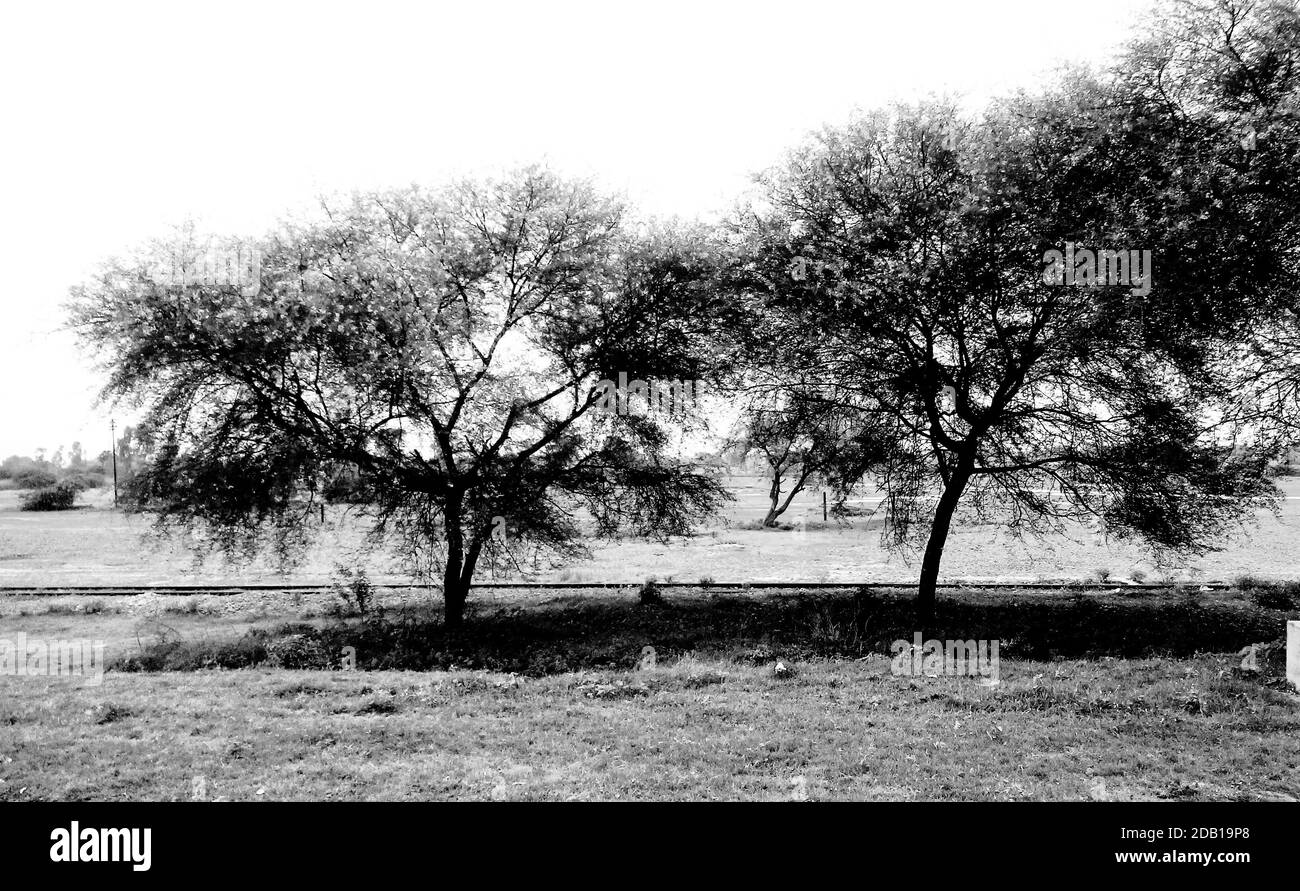 black and white trees poster design Stock Photo - Alamy