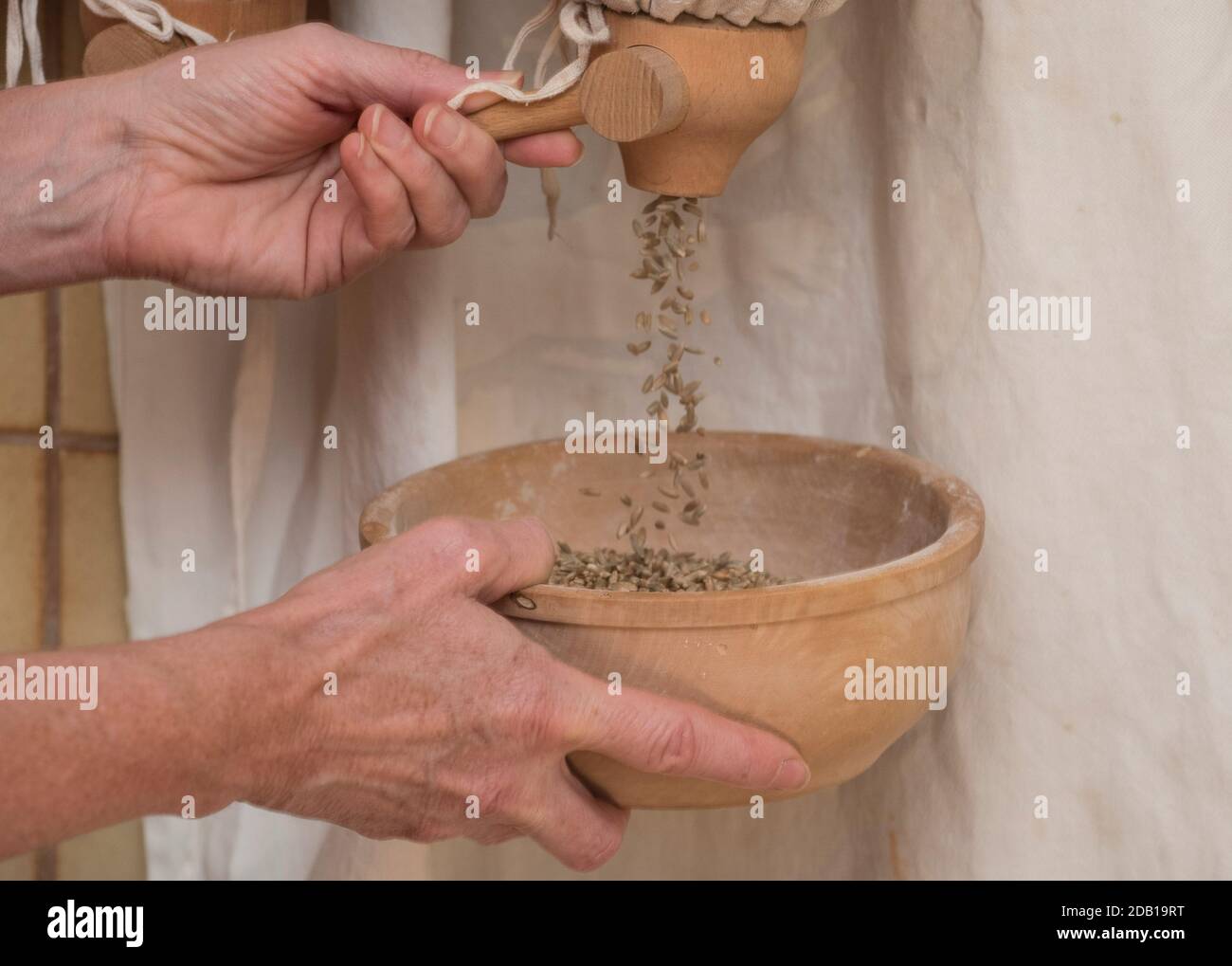 wheat a cereal grain and staple food in agricultural production Stock ...