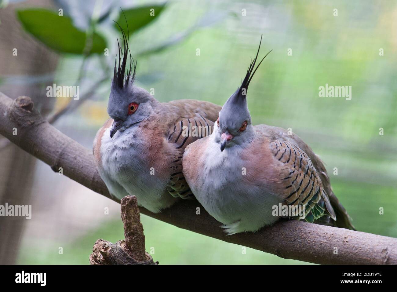 Two birds sitting on a branch Stock Photo - Alamy