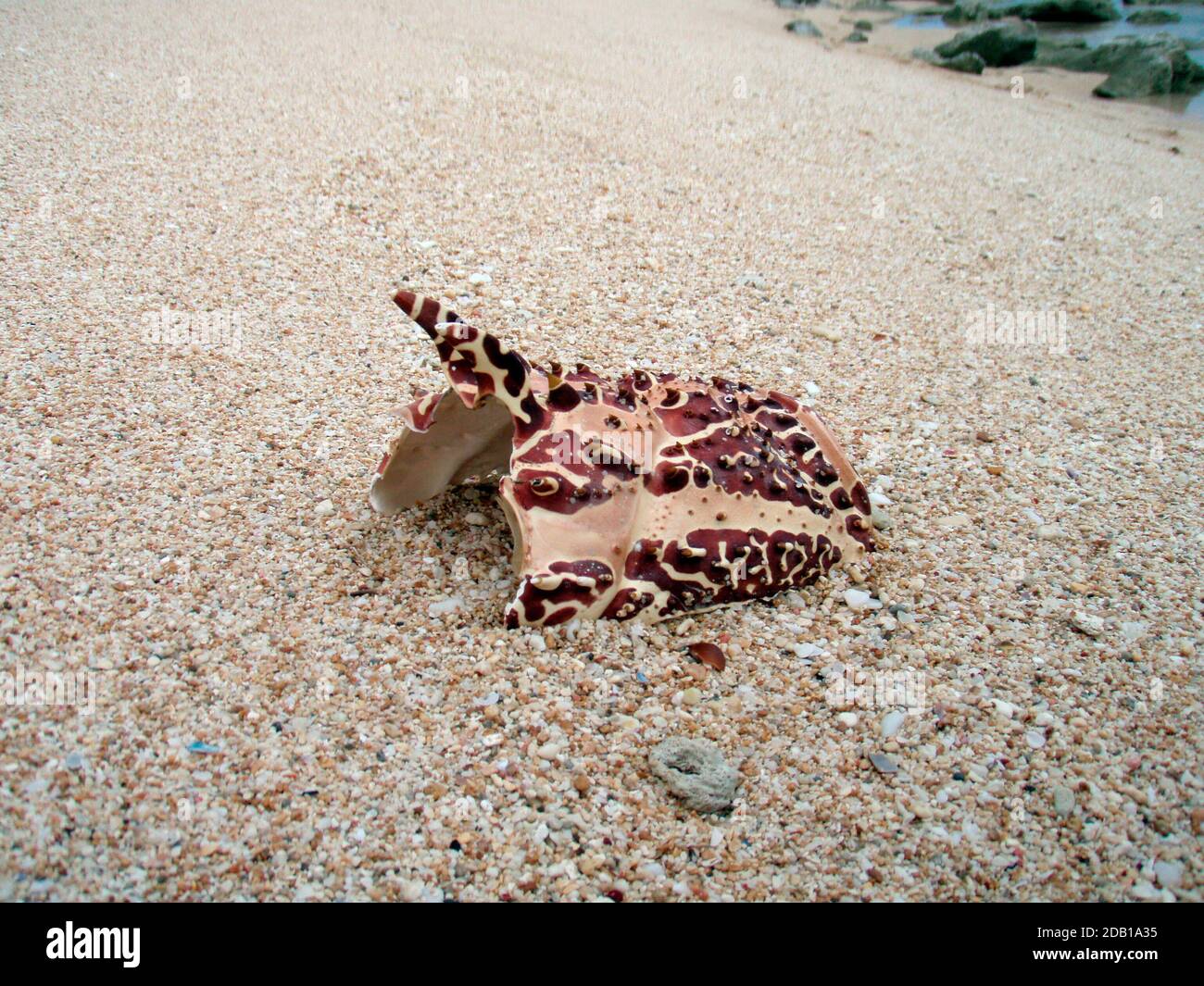 empty sea shells, seashells or shells from an animal at the beach Stock ...