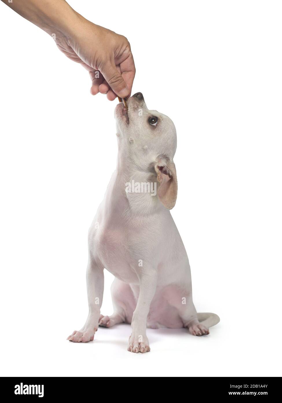 Should I Feed My Dog By Hand