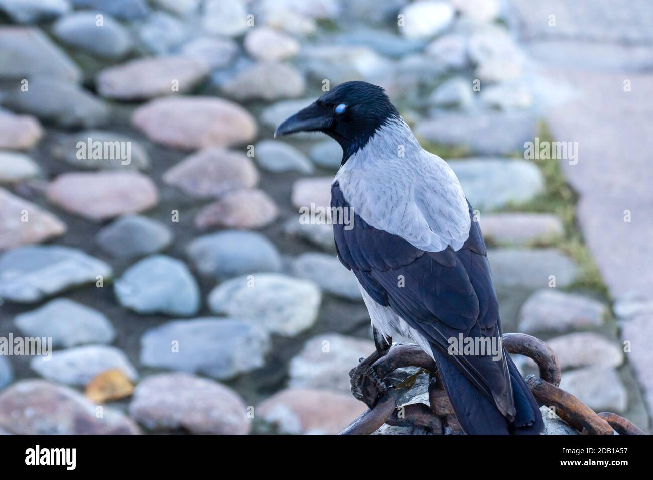 Hooded crow (Corvus cornix) blinking an eye Stock Photo - Alamy