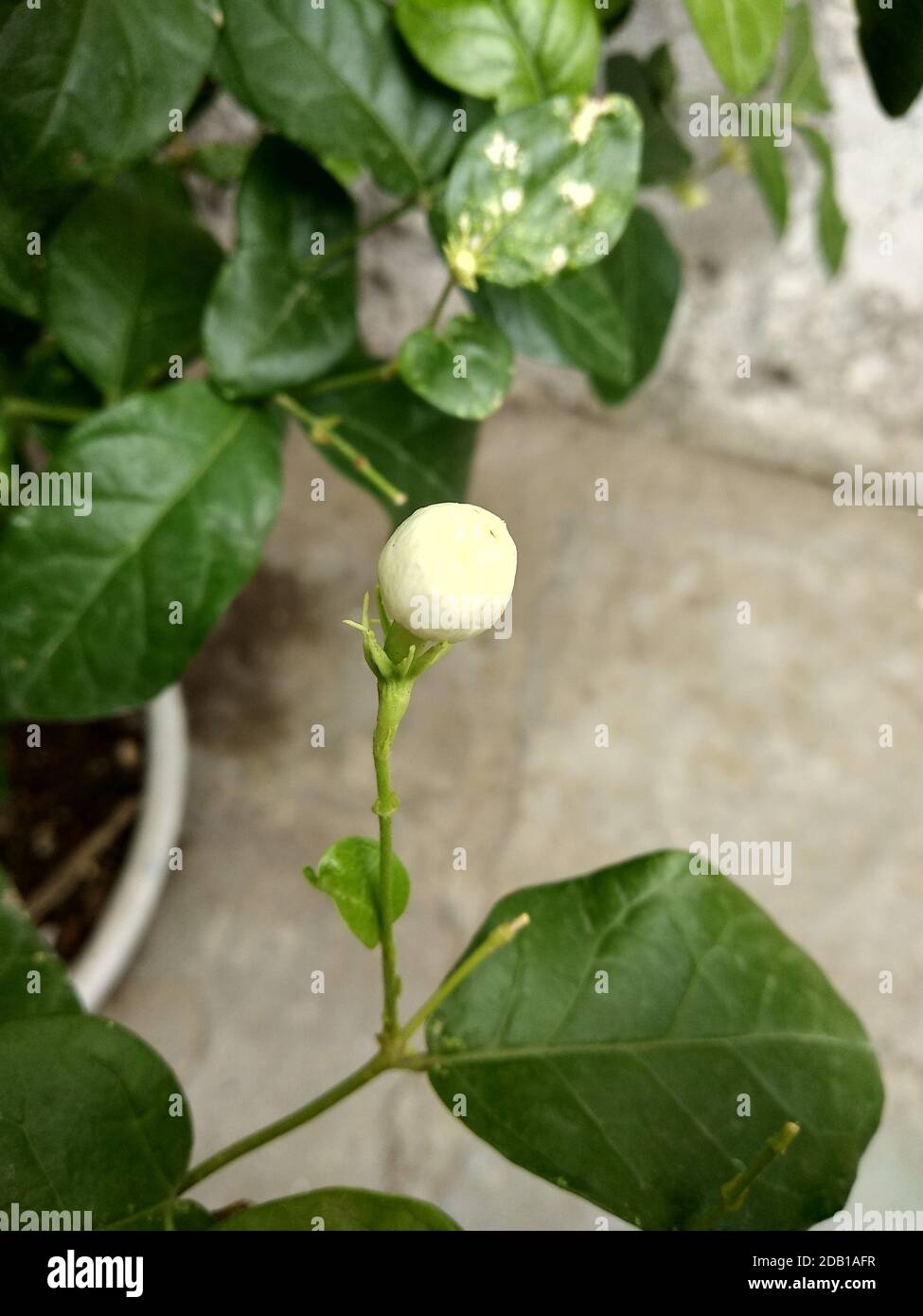 Sampaguita flower hi-res stock photography and images - Alamy