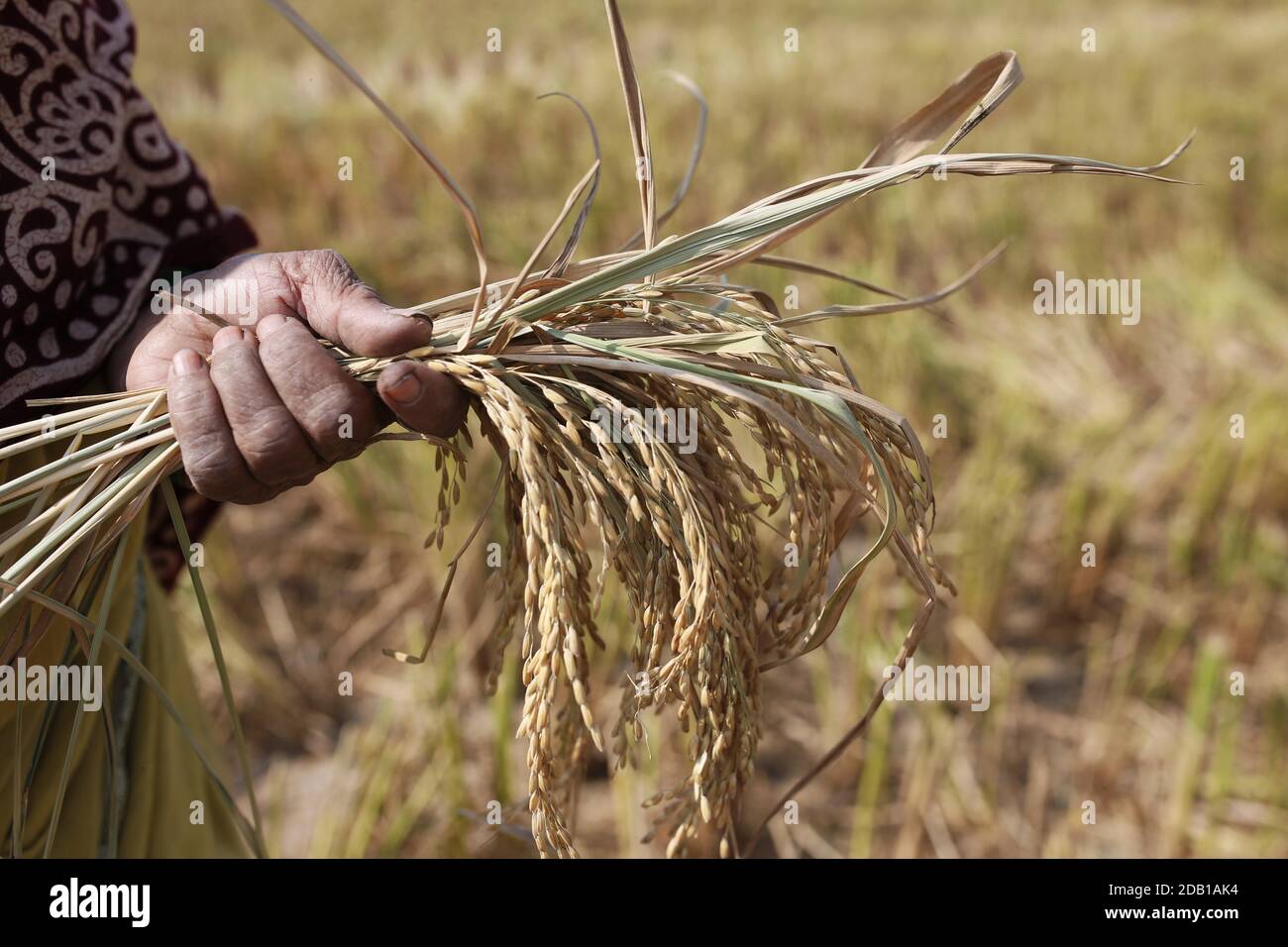 Sheaf of paddy hi-res stock photography and images - Alamy