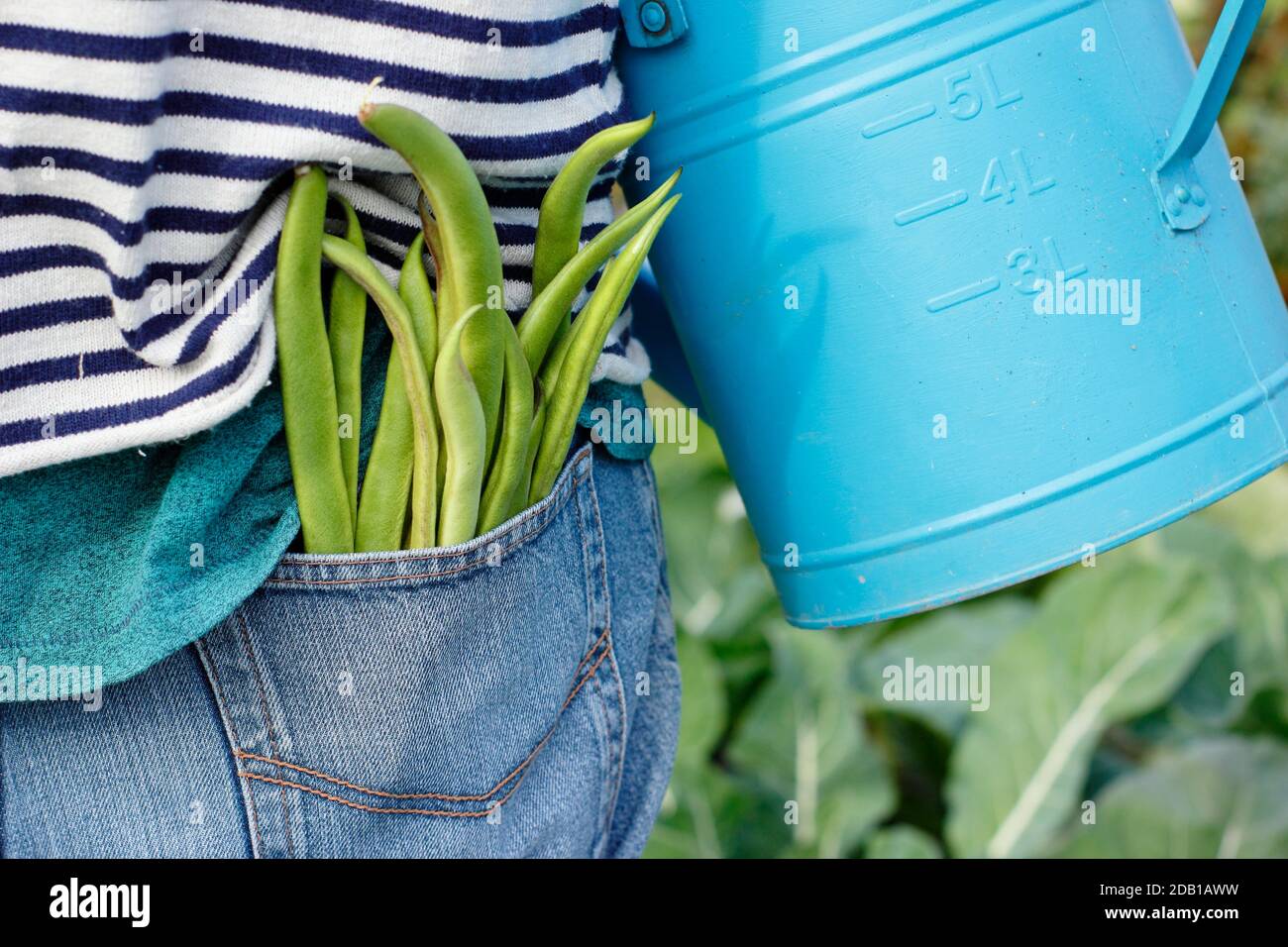 Gardener watering suburban back garden vegetable plot with watering can ...