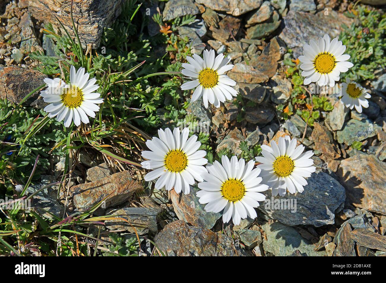 False daisy plant hi-res stock photography and images - Alamy