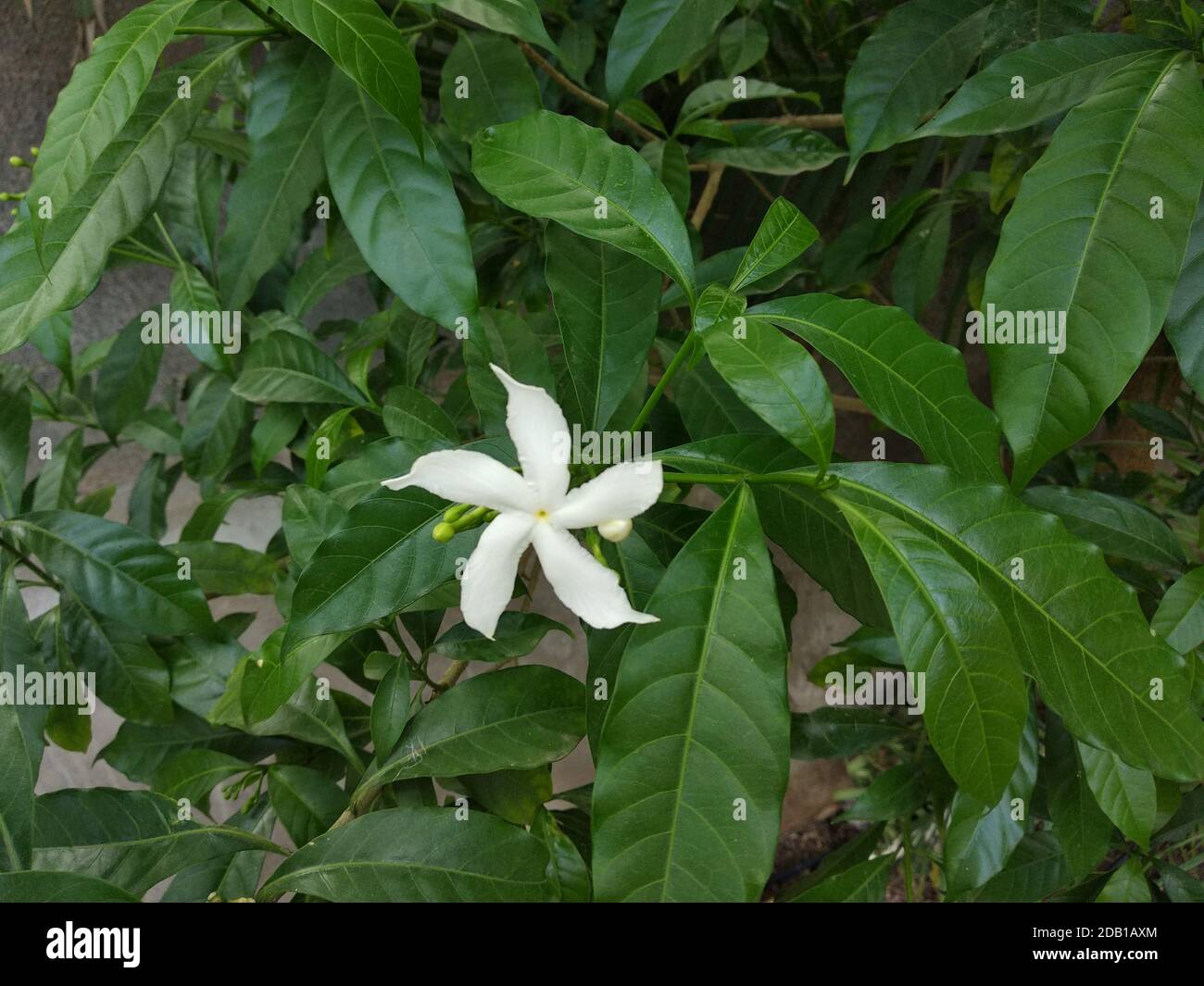 Chandani flower hi-res stock photography and images - Alamy
