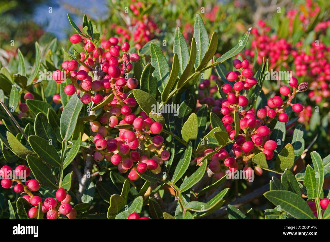 Mastic, Lentisk (Pistacia lentiscus). Fruit on a bush. Greece Stock ...