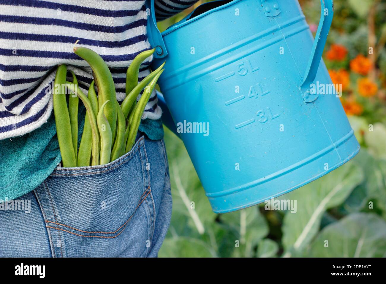 Gardener watering suburban back garden vegetable plot with watering can ...