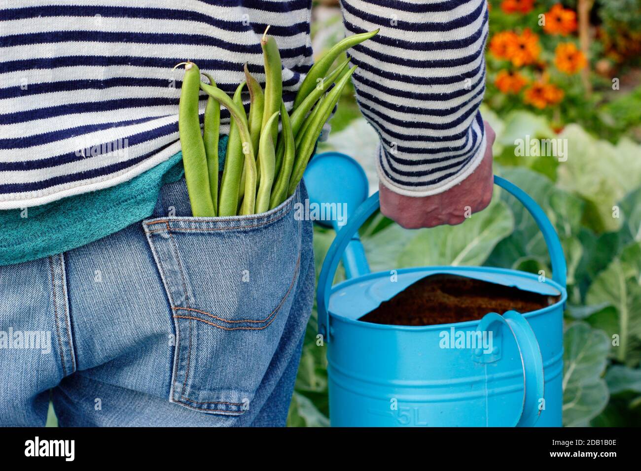 Gardener watering suburban back garden vegetable plot with watering can ...