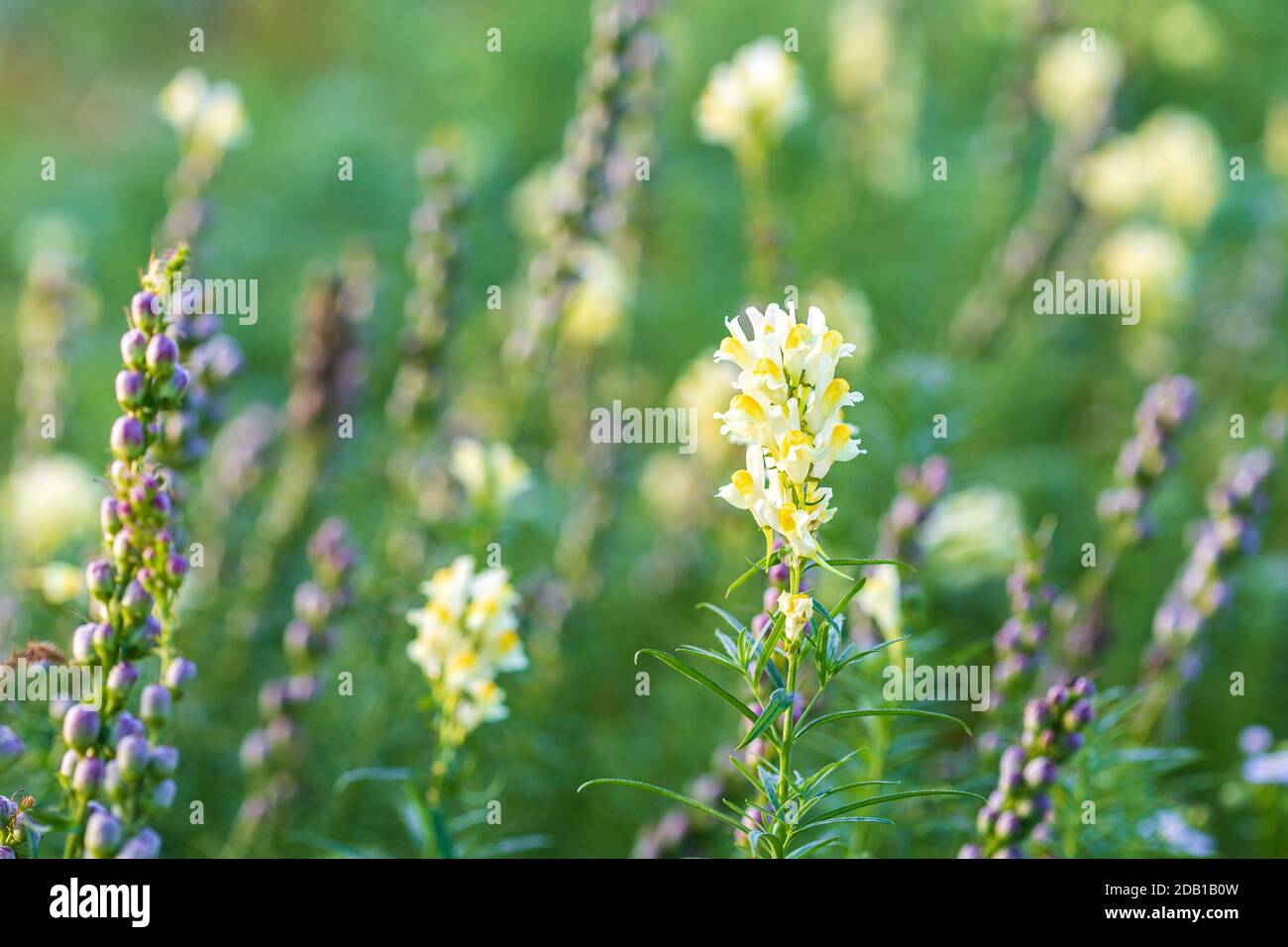 Blooming field of wild flowers Yellow toadflax or Linaria vulgaris ...
