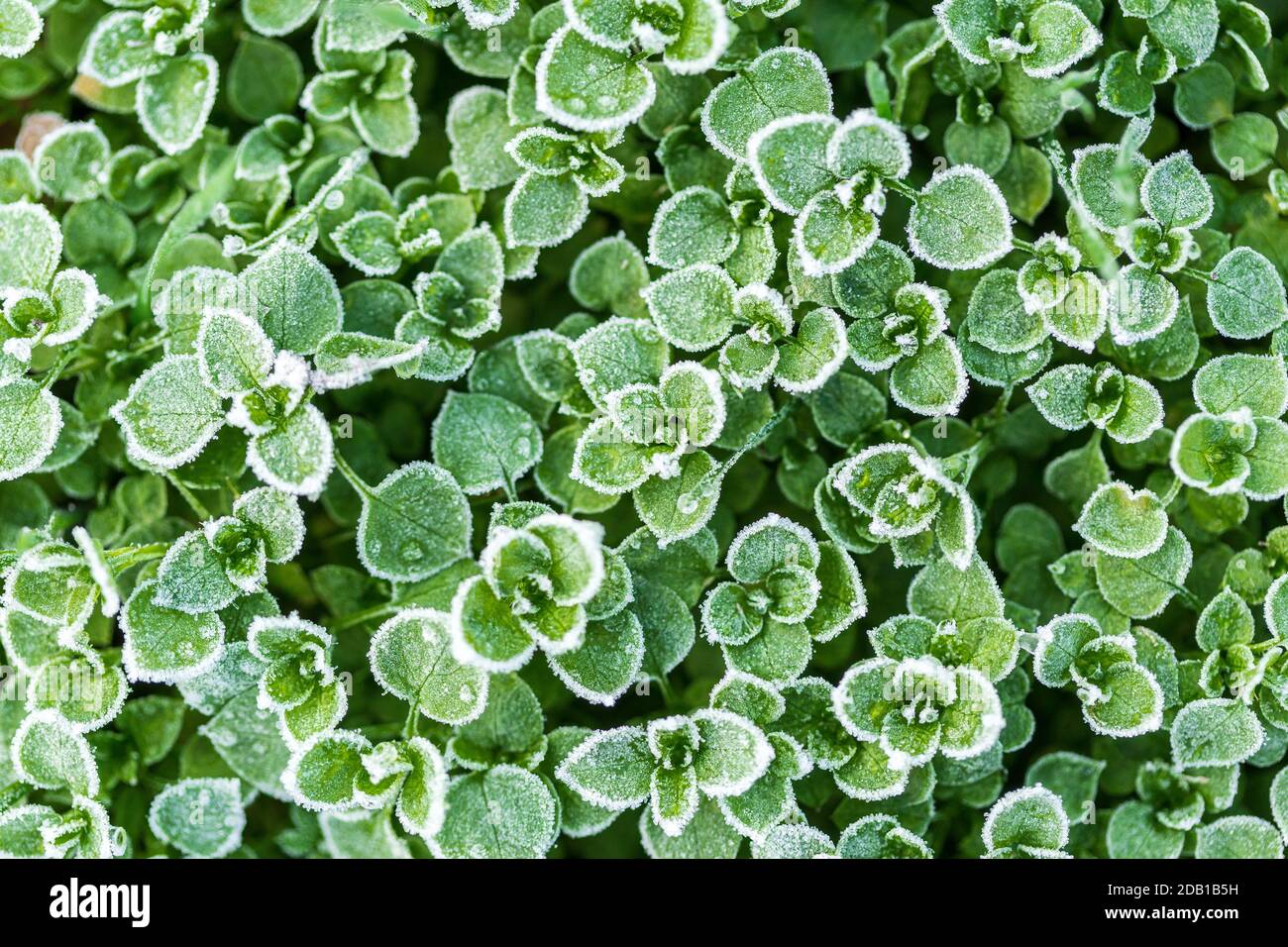 Fresh green leaf with ice drops on a frosty day. Background textures ...