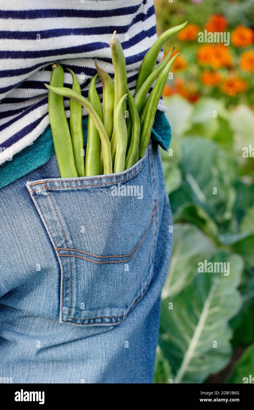 Gardener watering suburban back garden vegetable plot with watering can ...
