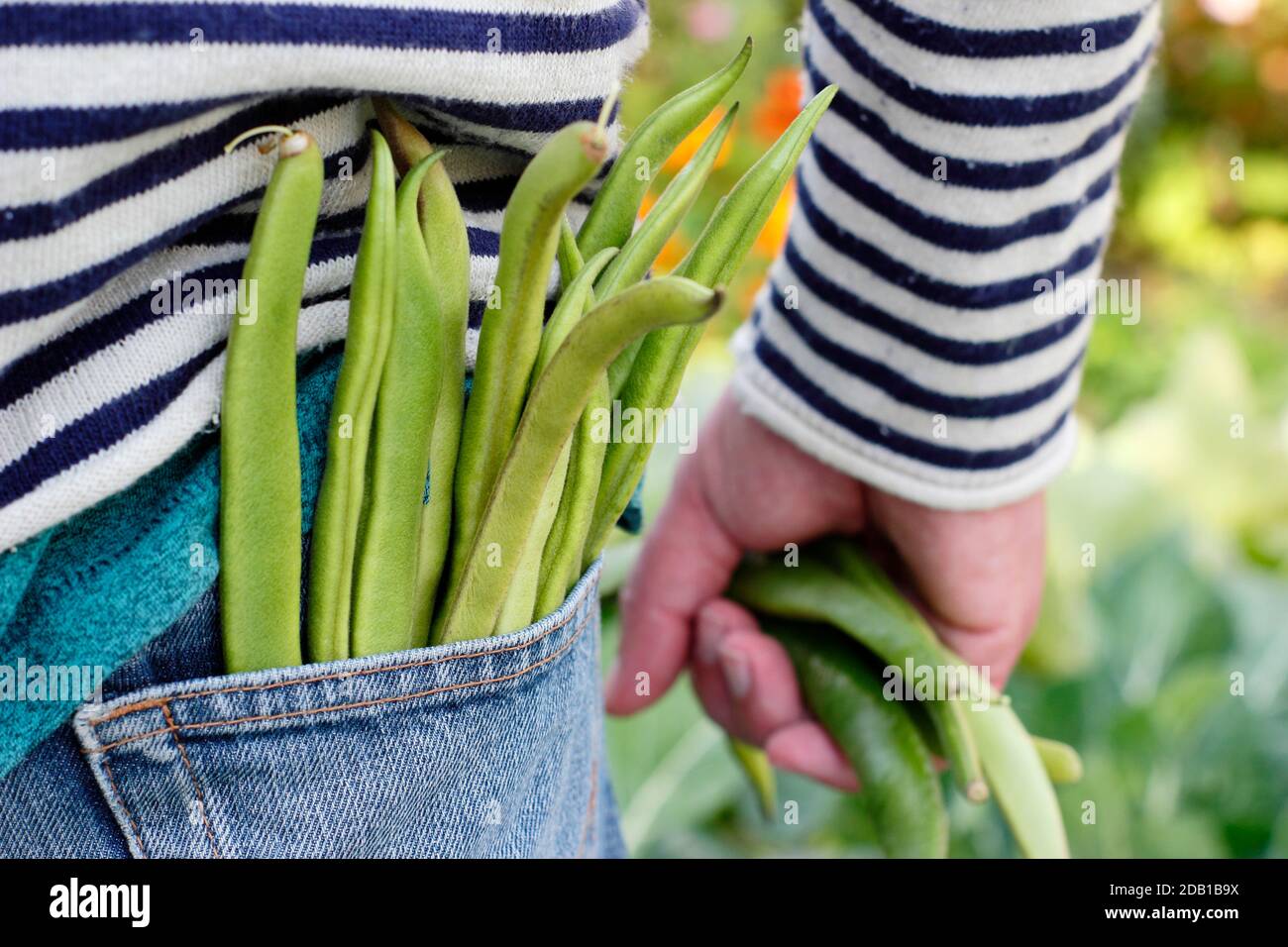 Gardener watering suburban back garden vegetable plot with watering can ...