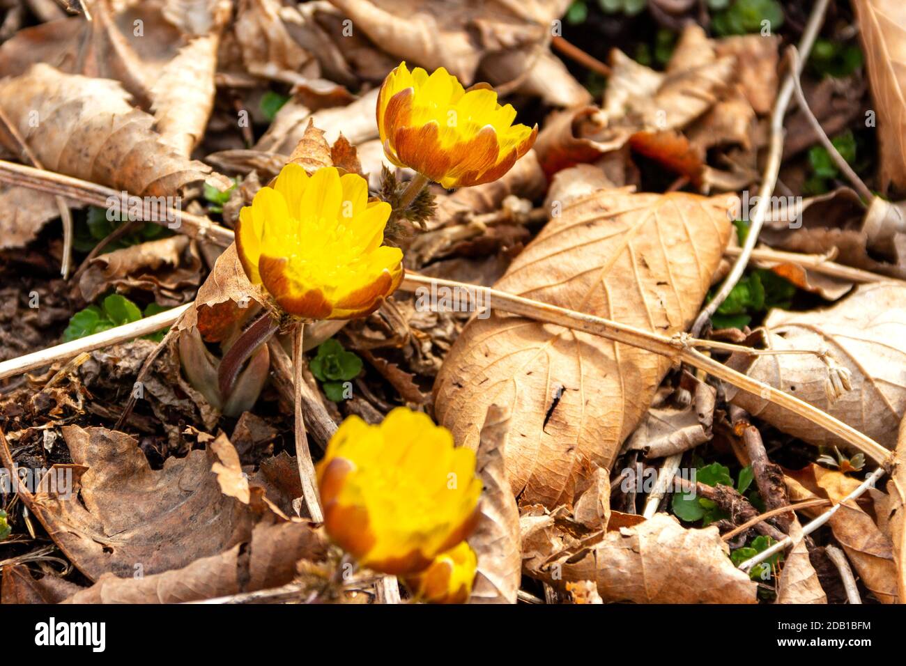 Spring adonis (Adonis vernalis) blooming in early spring among last ...