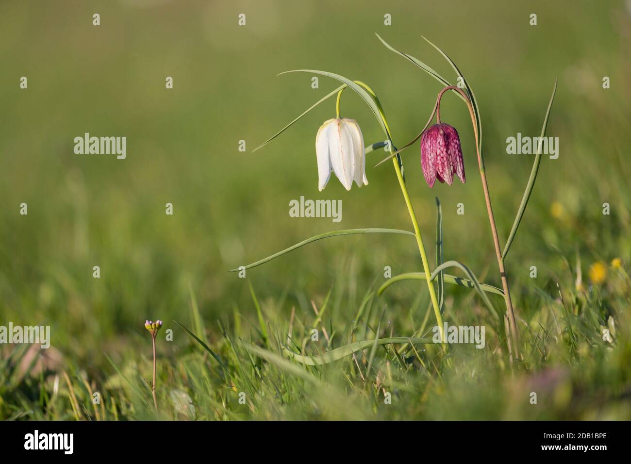 Sneaks Head, Fritillary (Fritillaria meleagris), flowering plants on a ...