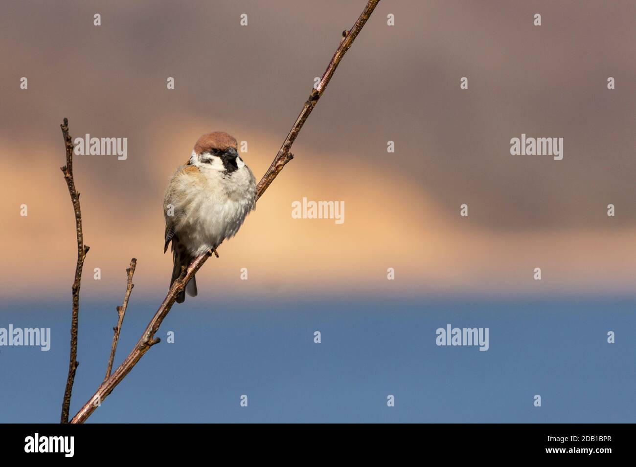 Sparrow sitting on branch spring hi-res stock photography and images ...