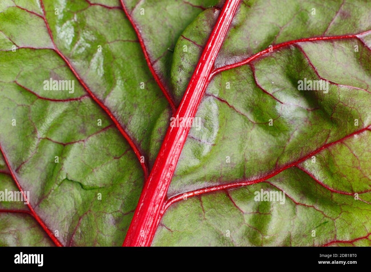 Beta vulgaris. Ruby Red Swiss chard leaf detail in autumn. UK Stock ...