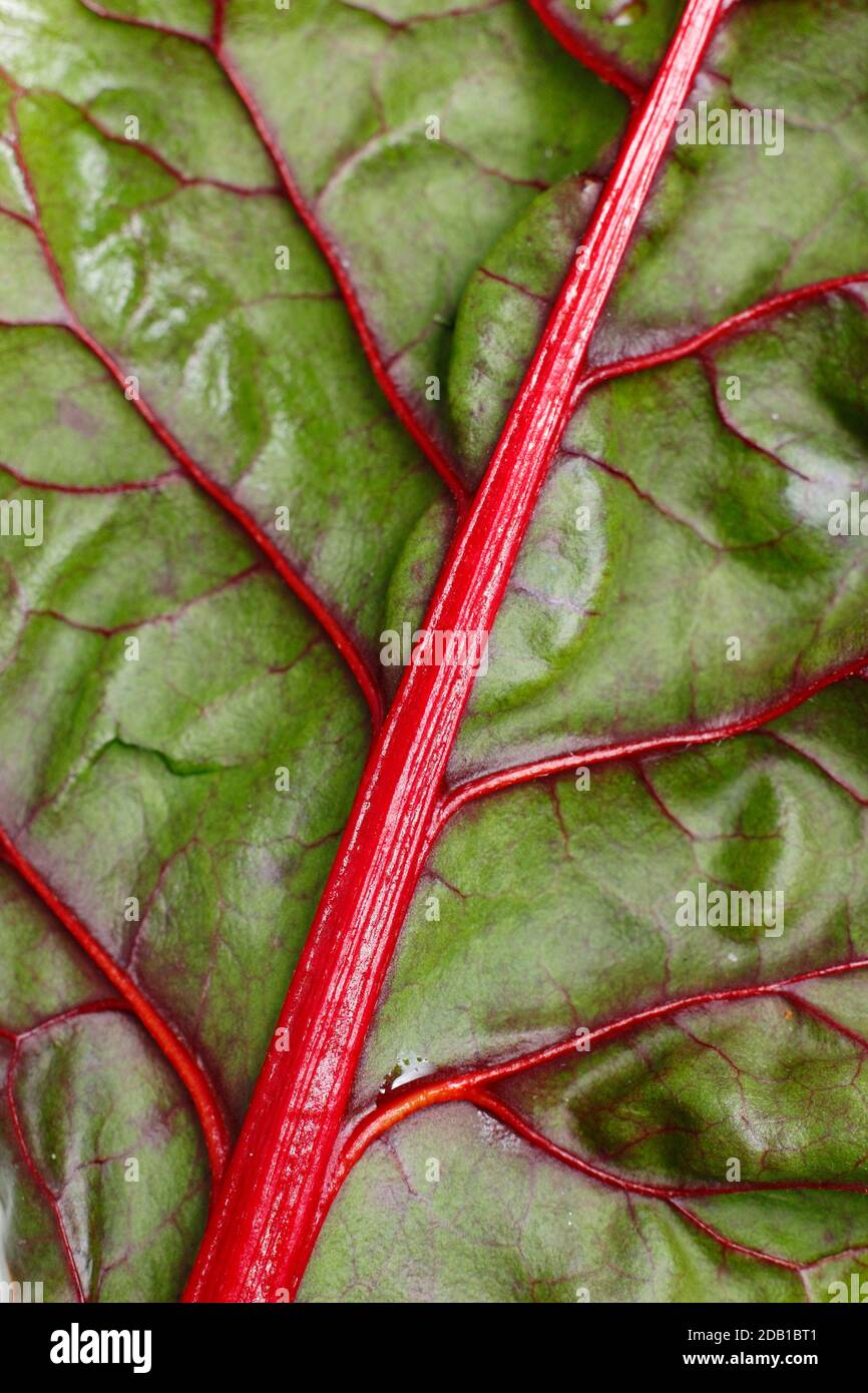 Beta vulgaris. Ruby Red Swiss chard leaf detail in autumn. UK Stock ...