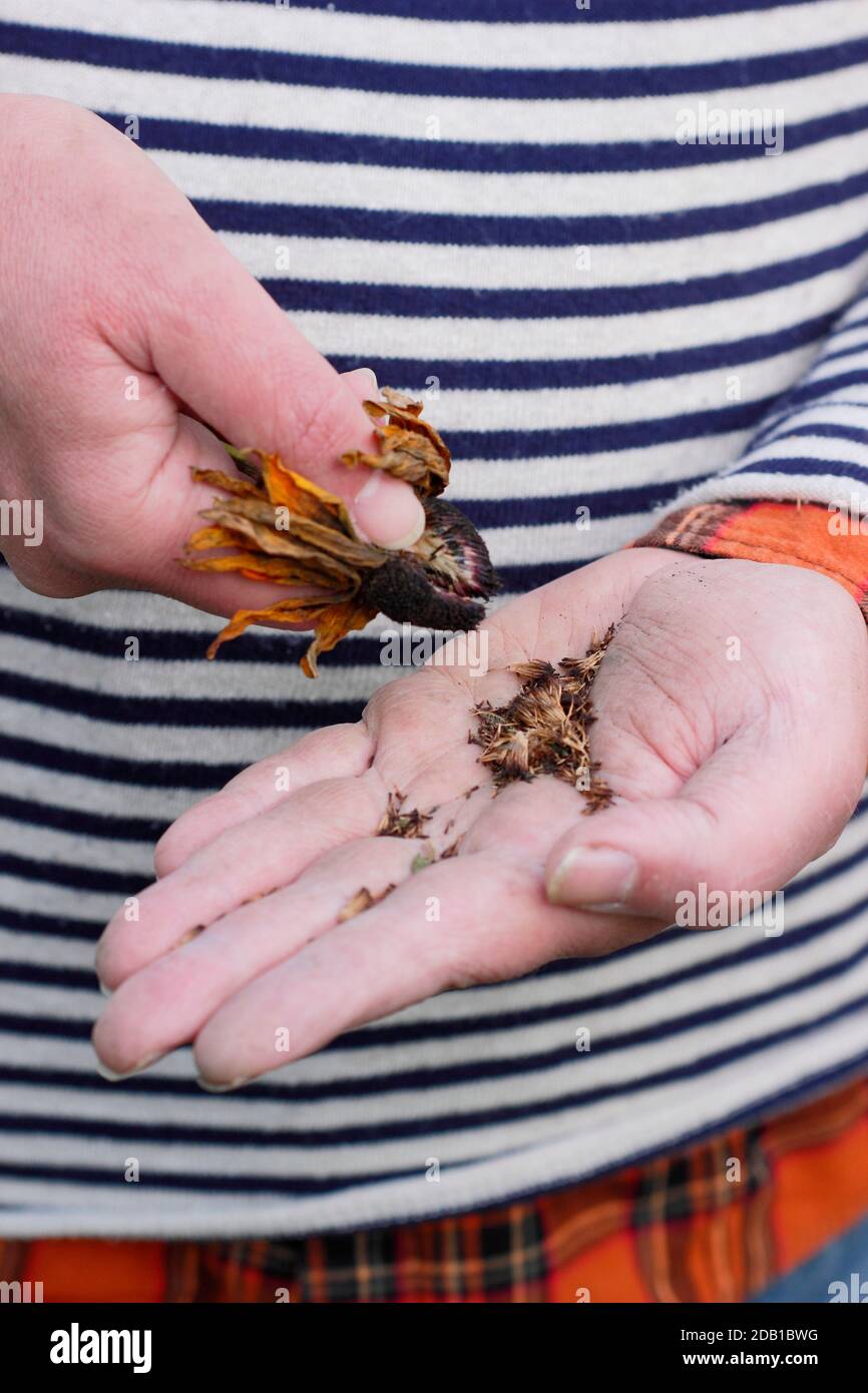 Collecting seeds hi-res stock photography and images - Alamy