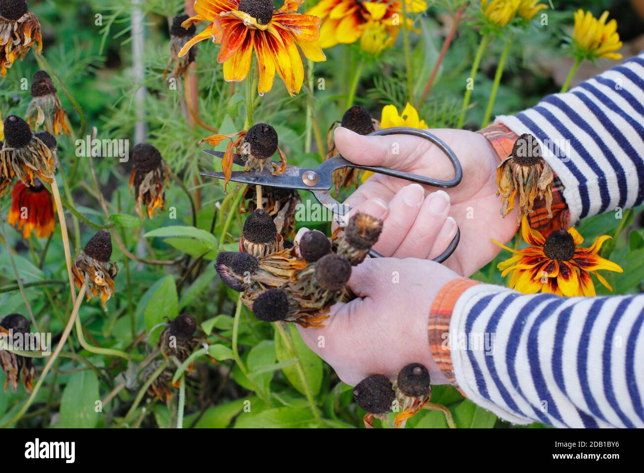 Collecting perennial rudbeckia flower seedheads from a garden border to ...