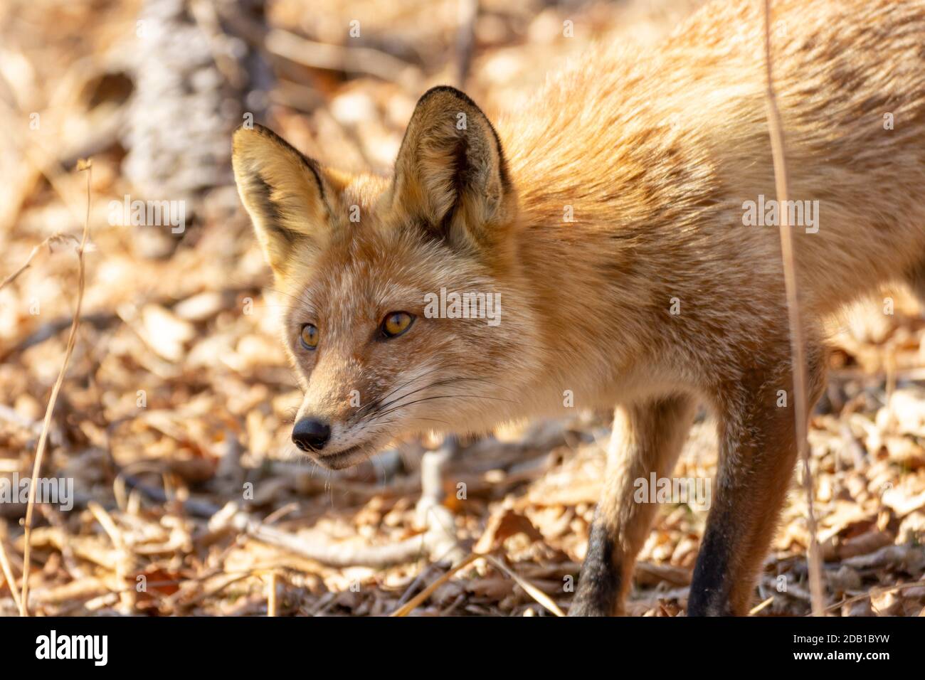 A fox among dry autumn grass at Cape Tobizin on Russian Island in ...