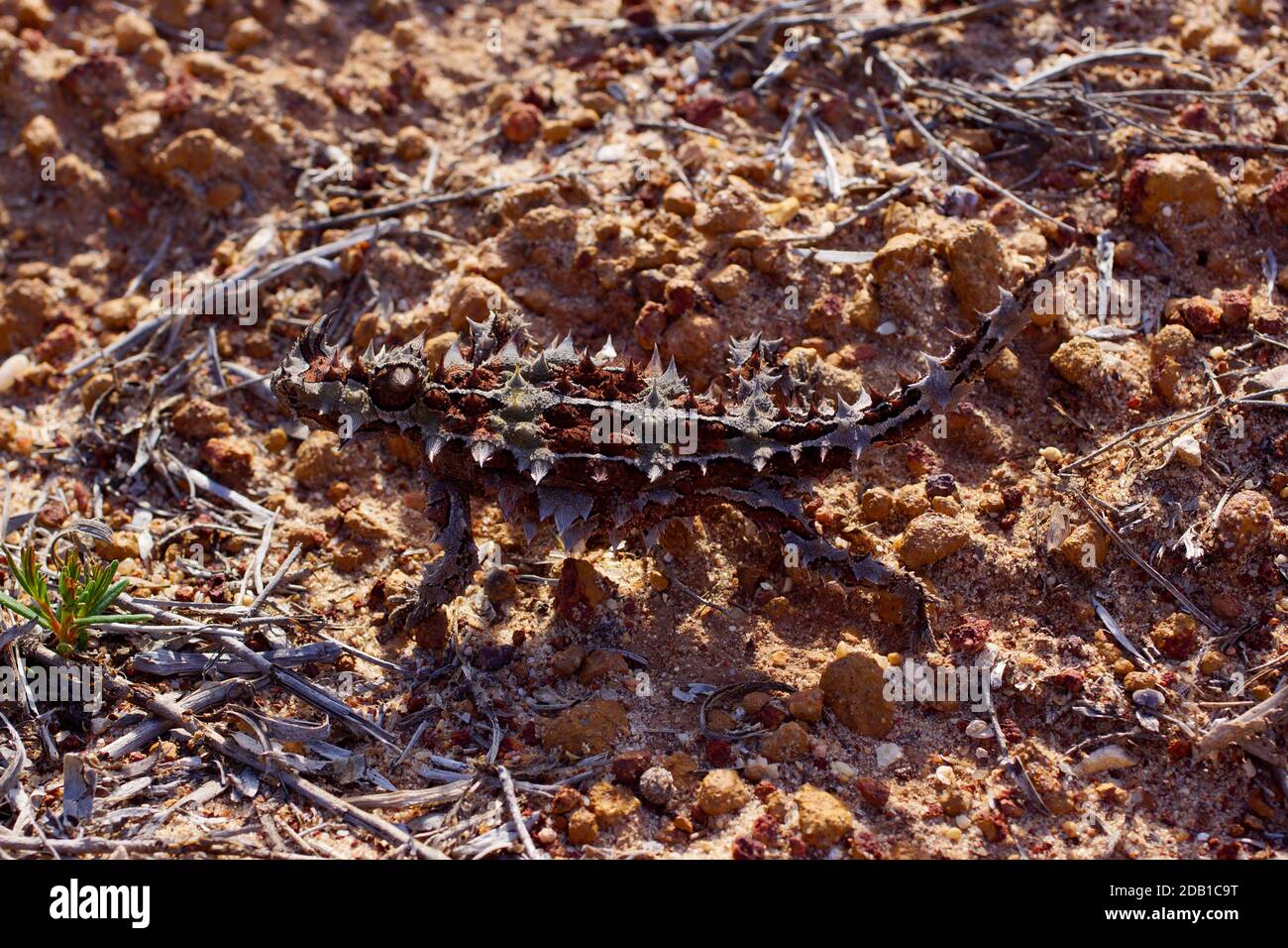Horned lizard eating ant hi-res stock photography and images - Alamy
