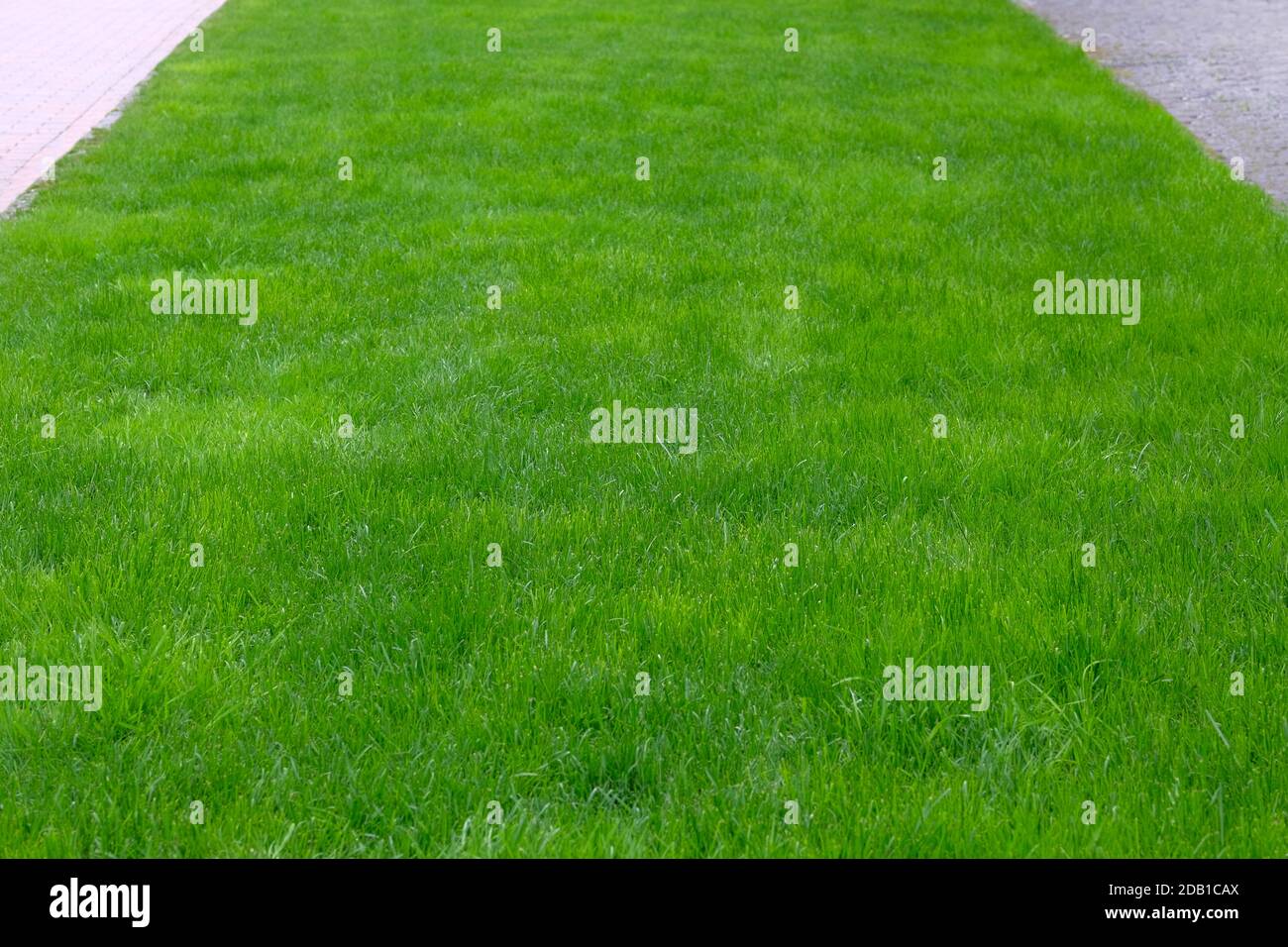 Lawn in summer city. Green grass of lawn has recently been cut and ...