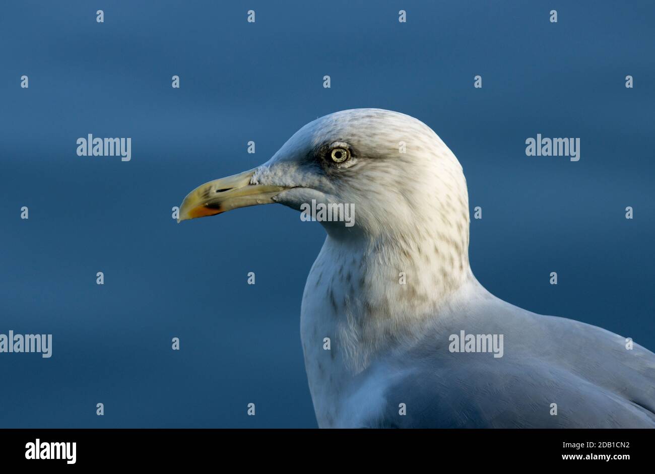Portrait of an adult Herring Gull in winter plumage. The slight ...