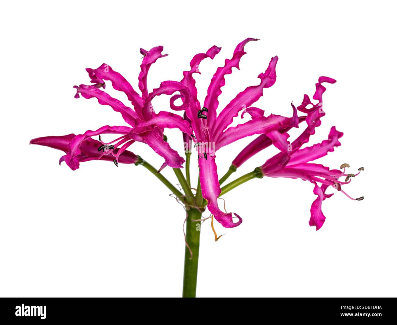 Close up front view of single fuchsia pink Nerine flower, isolated on ...
