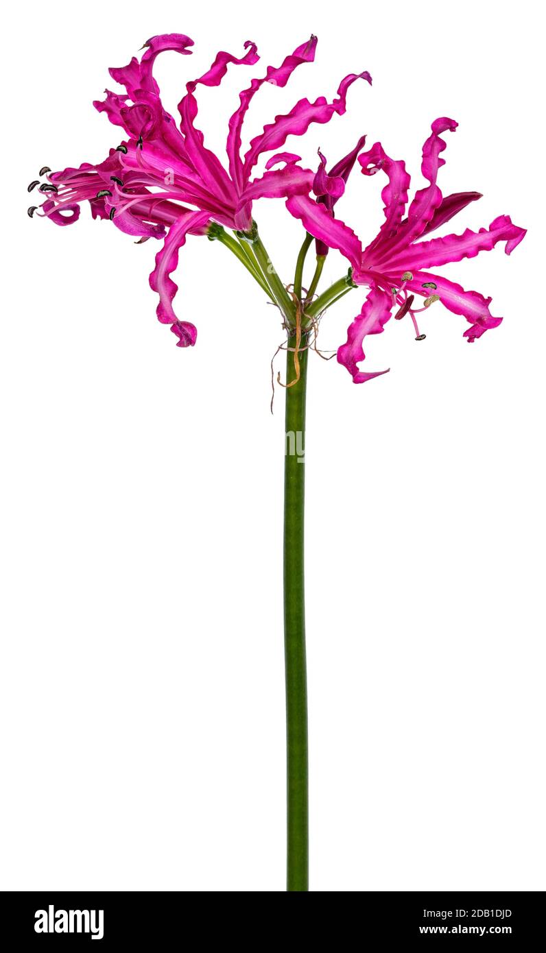 Close up sIde view of single fuchsia pink Nerine flower, isolated on ...