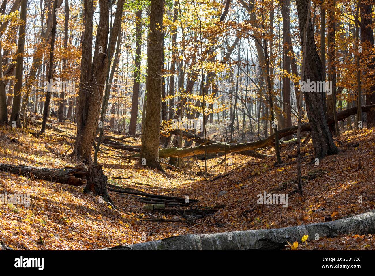 Wisconsin state park in fall Stock Photo - Alamy