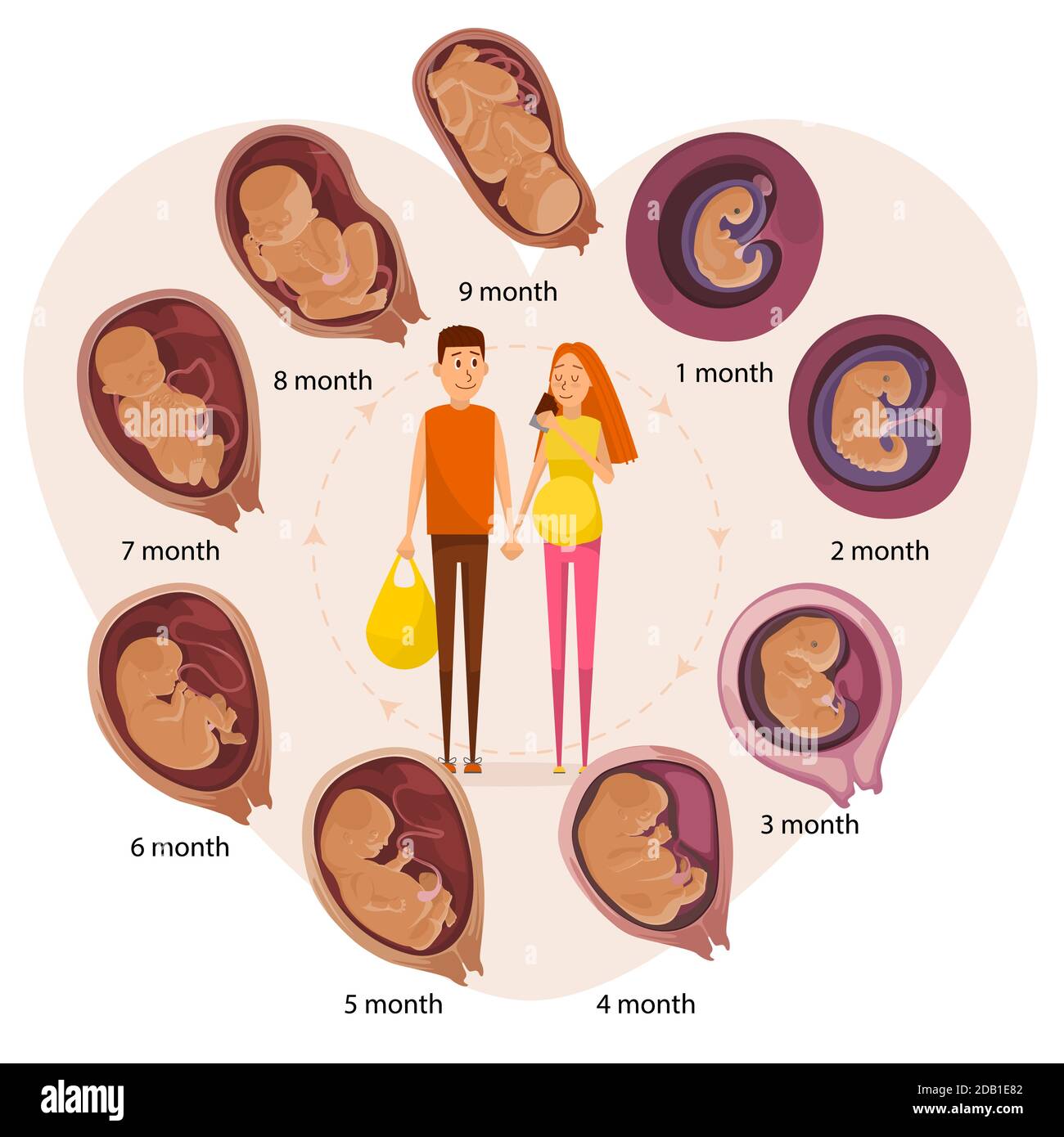 Happy Expecting Couple Human Embryo Evolution Stages Flat Vector