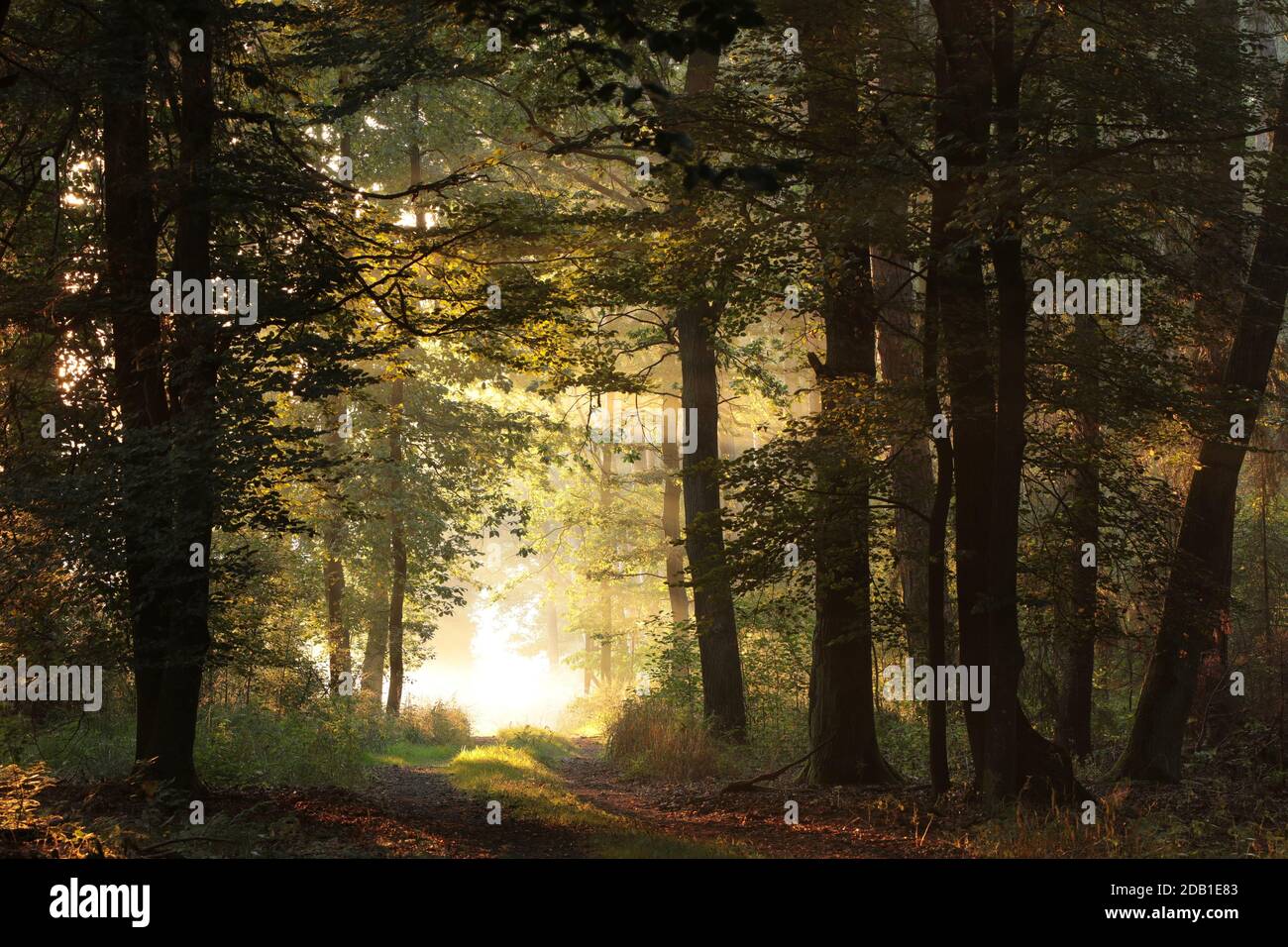 Oak trees on a forest path hi-res stock photography and images - Alamy