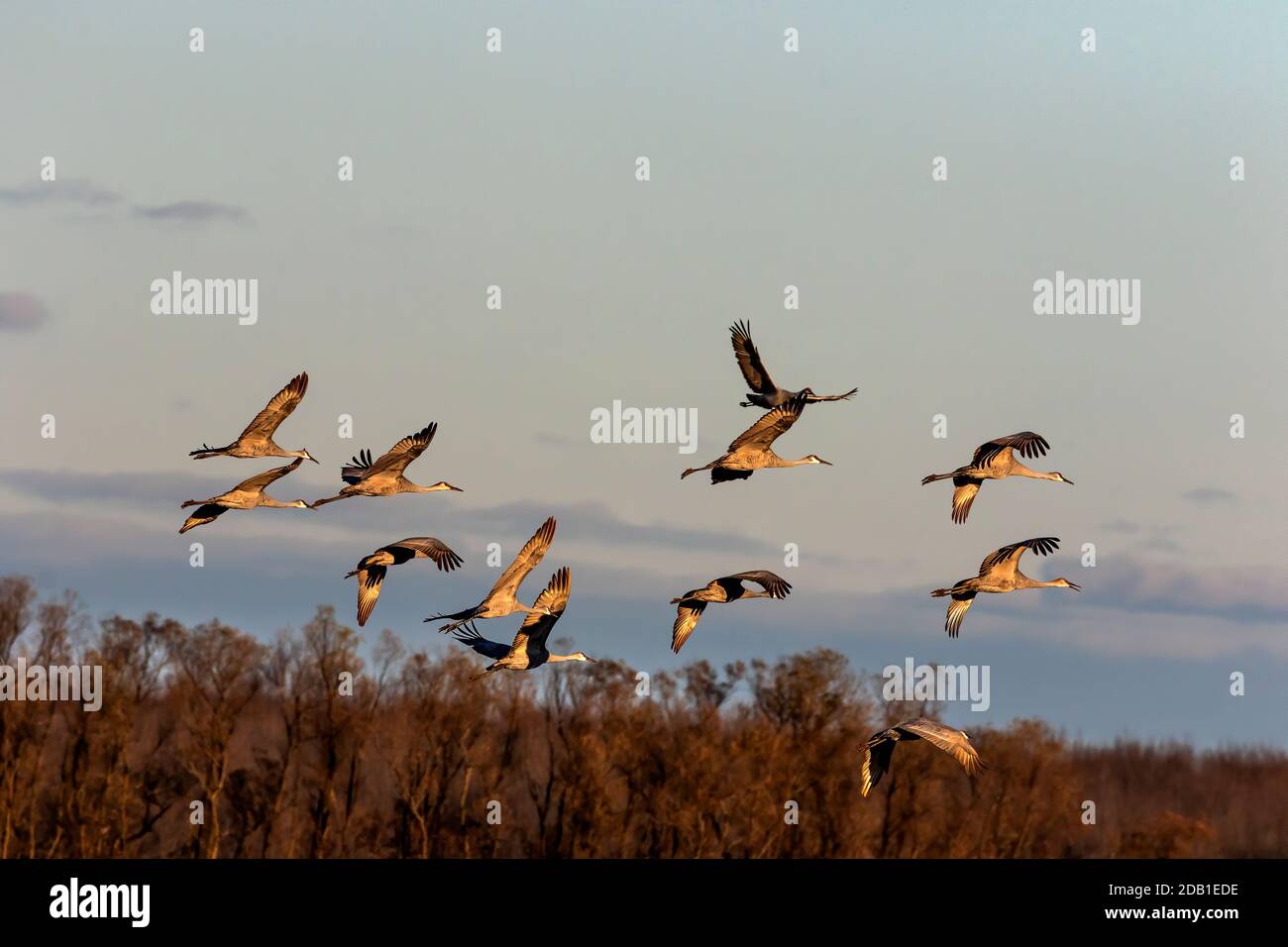 Flock of sandhill cranes on field Stock Photo - Alamy