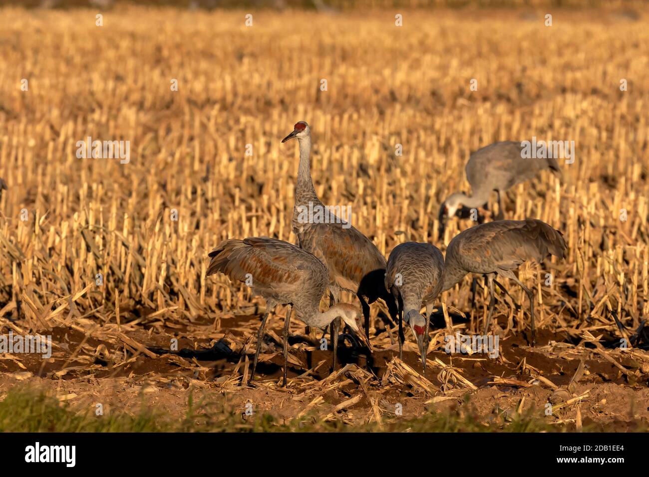 Flock of sandhill cranes on field Stock Photo - Alamy