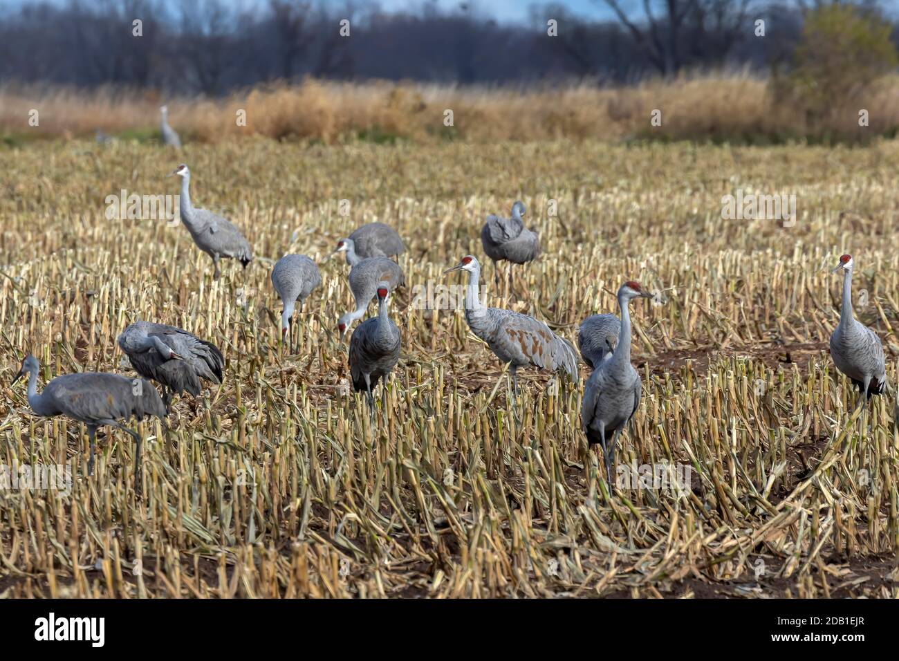 Flock of sandhill cranes on field Stock Photo - Alamy