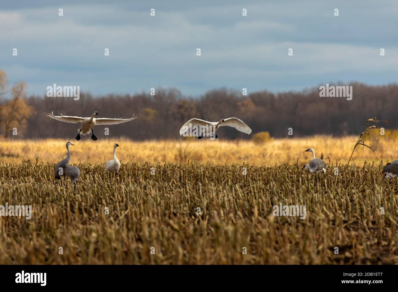 Tundra swans on the field Stock Photo - Alamy