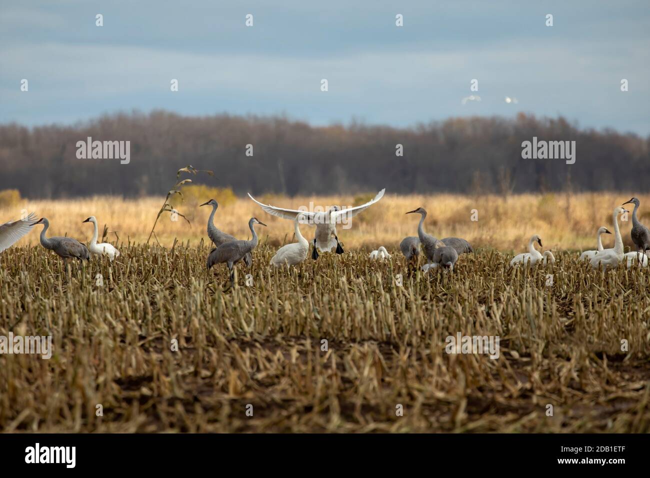 Cygnus columbianus field hi-res stock photography and images - Alamy
