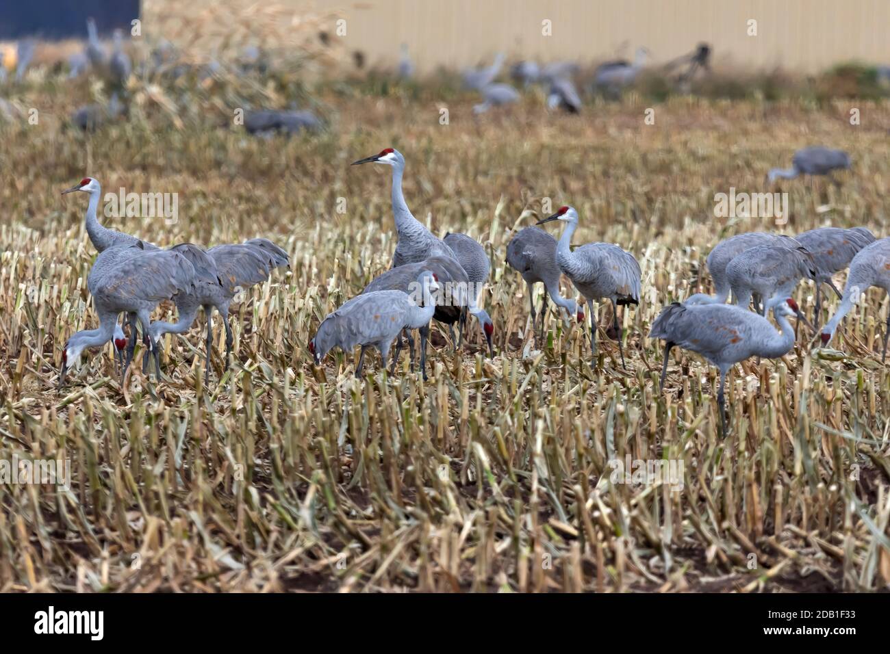 Flock of sandhill cranes on field Stock Photo - Alamy