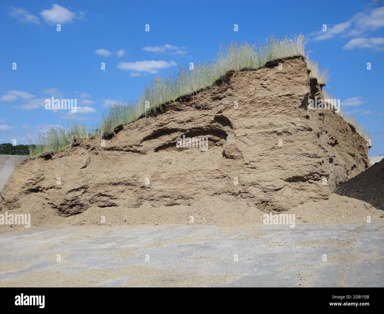 Corn Silage as feedstock for a biogas plant or lifestock feed Stock ...