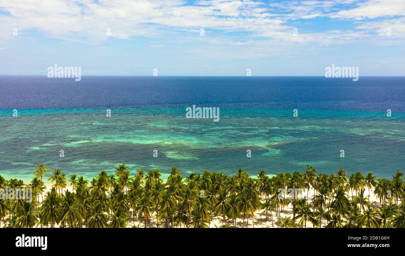 Aerial top view on sand beach,palm tree and ocean. Sandy beach and ...