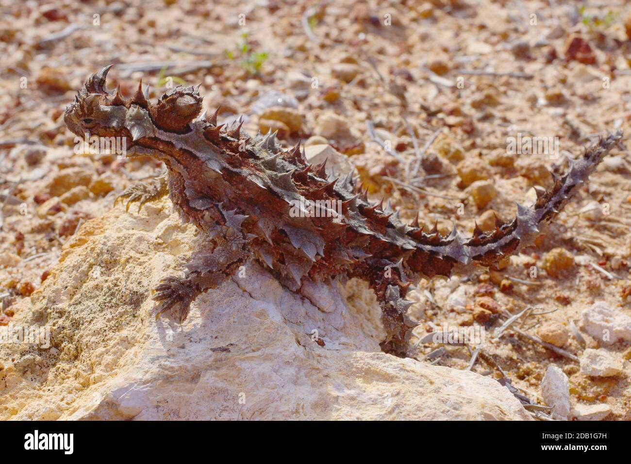 Australian Thorny Devil, Moloch horridus, an ant-eating lizard, natural ...