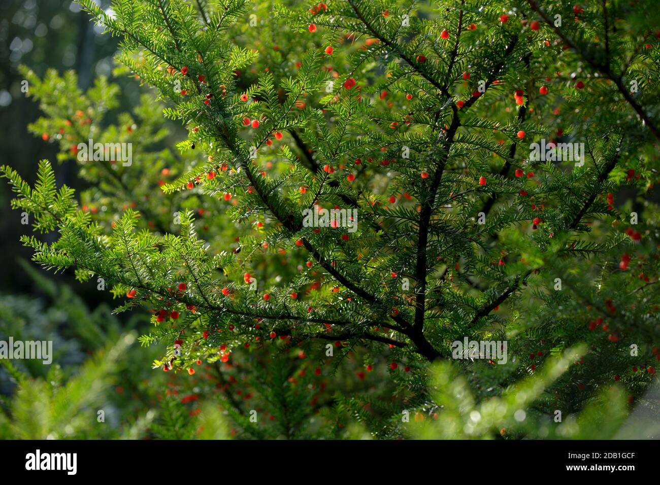 Taxus baccata; the foliage of the yew. Bright green yew needles, leaves ...