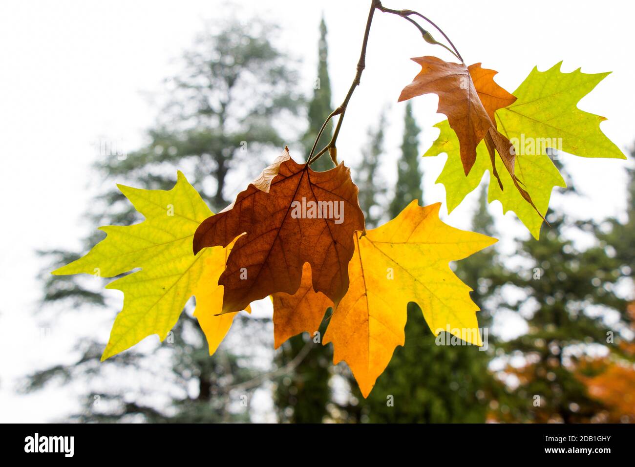 Plane tree autumn and fall leaves background, natural beauty Stock ...