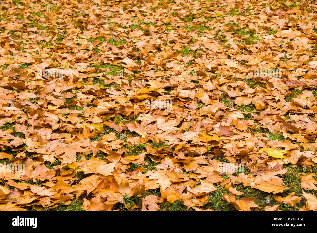 Plane tree autumn and fall leaves background, natural beauty Stock ...