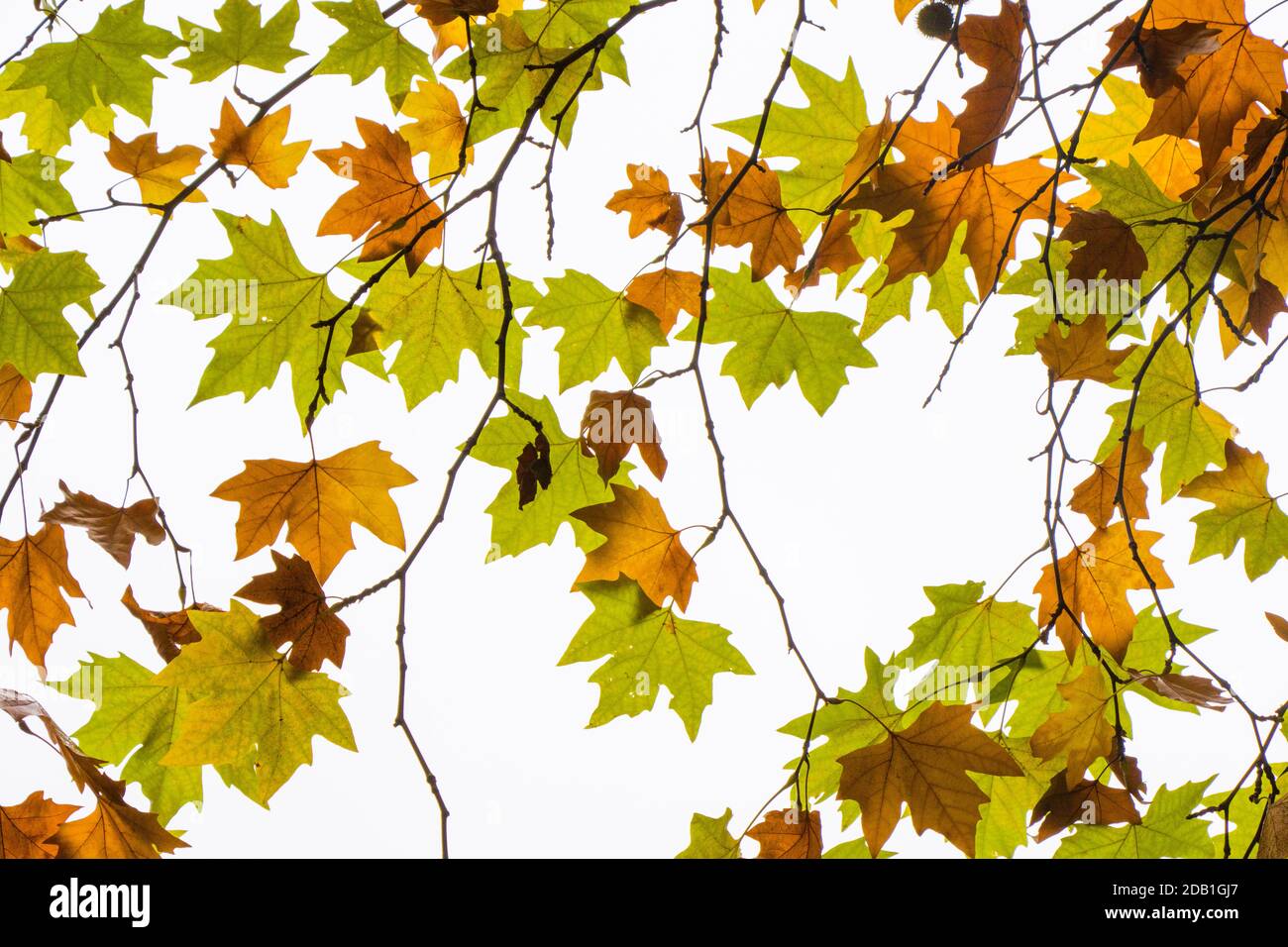 Plane tree autumn and fall leaves background, natural beauty Stock ...