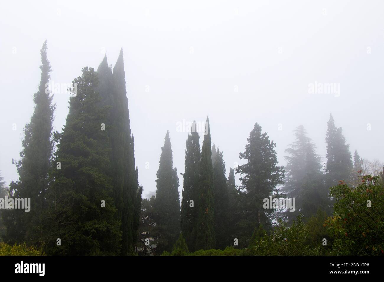Forest and trees in mist and fog in Georgia Stock Photo - Alamy