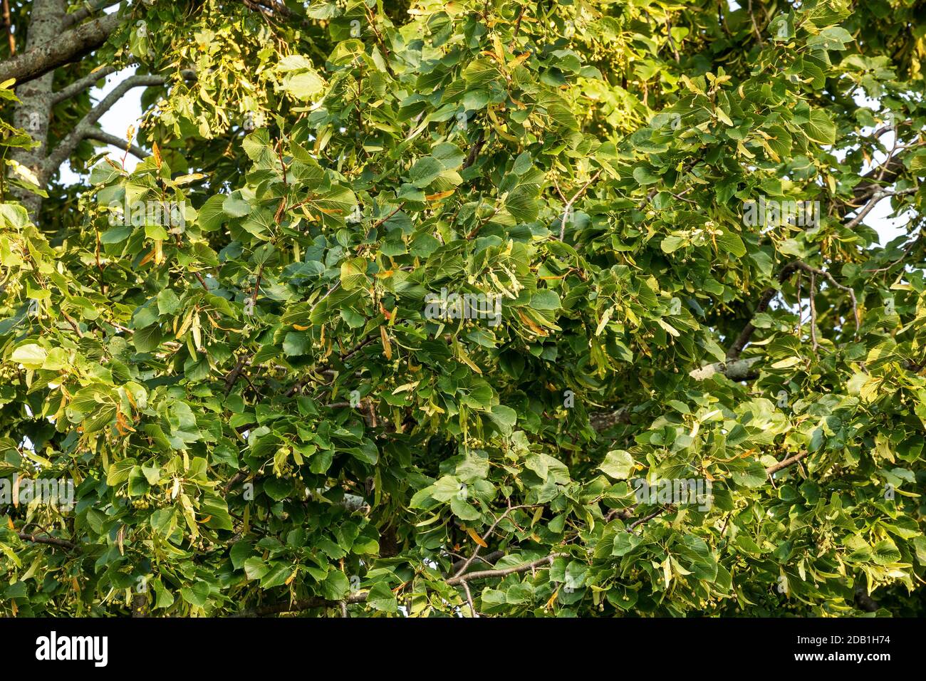 The linden. Tree linden for the European species, and basswood for ...