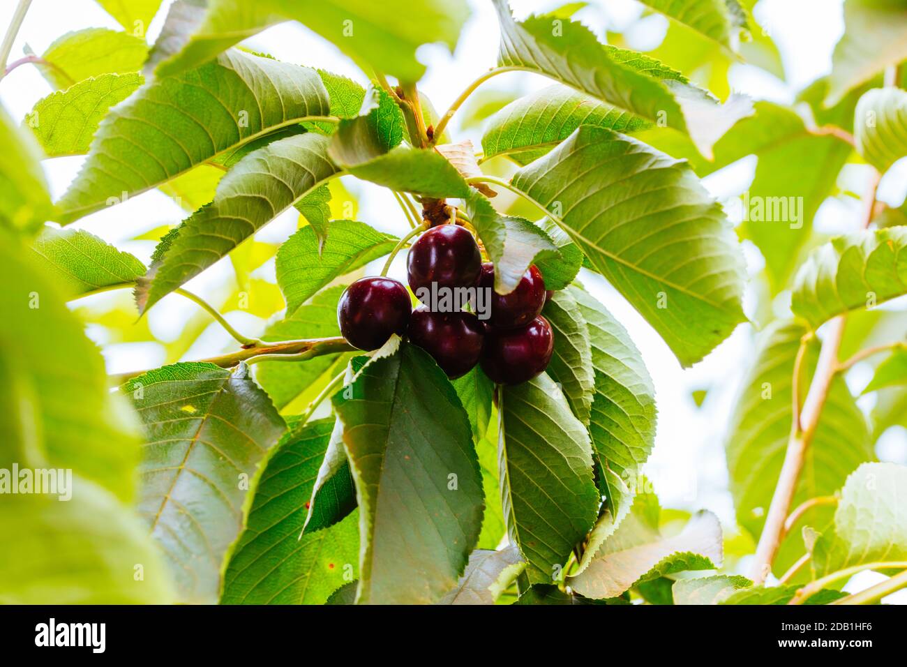 Fresh Cherries on Tree in Australia Stock Photo - Alamy